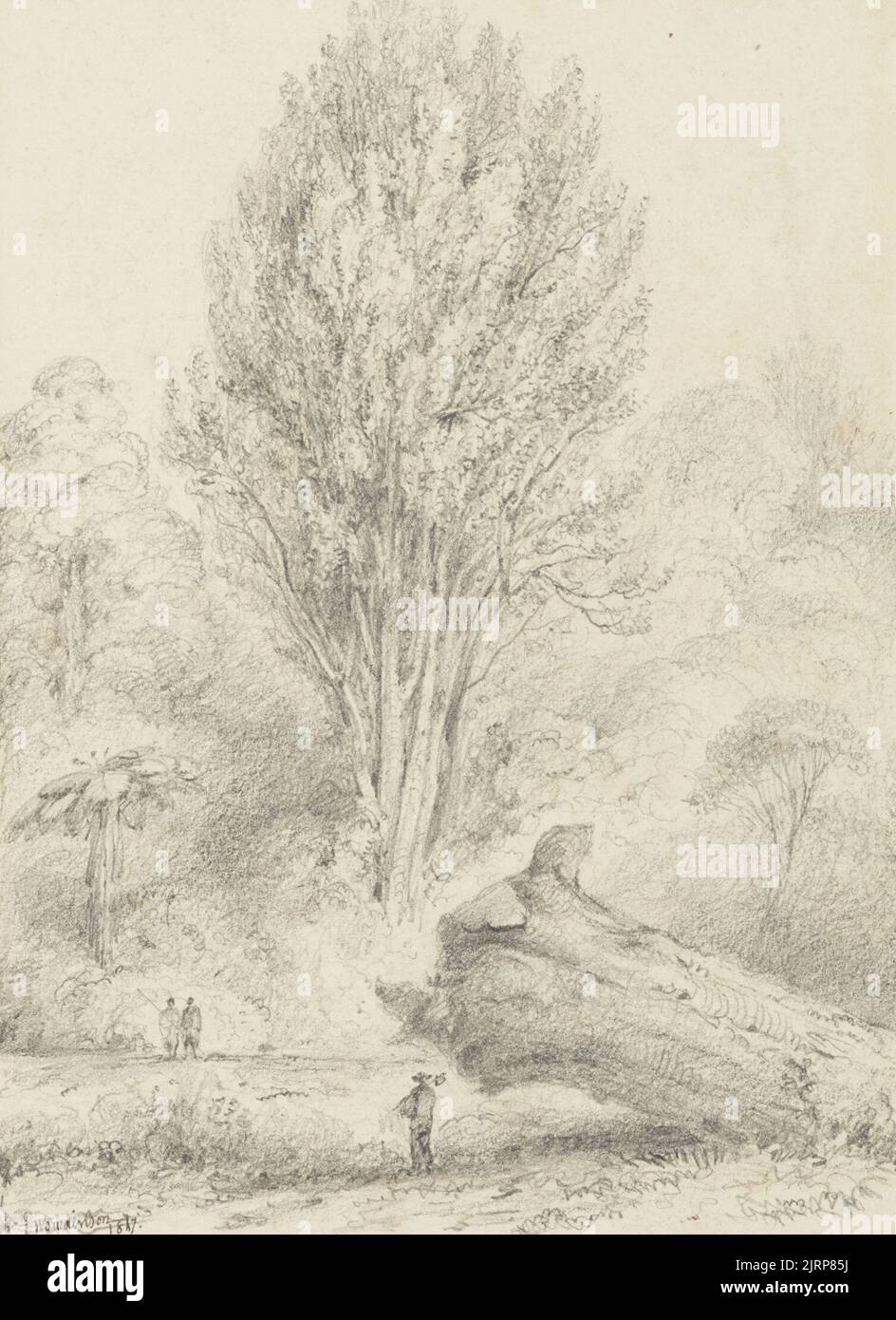 Totara grove hi-res stock photography and images - Alamy