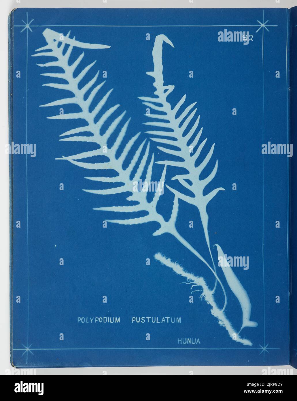 Polypodium Pustulatum. From the album: New Zealand ferns. 148 varieties ...