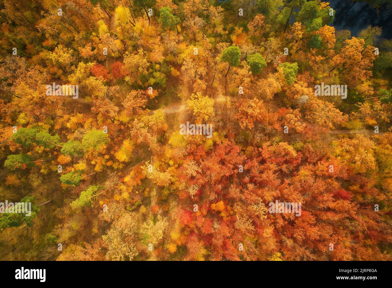 Aerial top down view of autumn forest with green and yellow trees ...