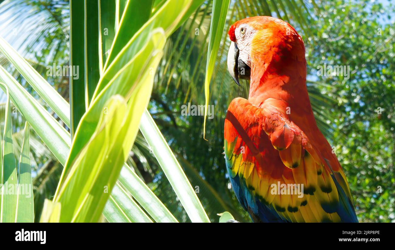Scarlet Macaw, Central American Forest Stock Photo - Alamy