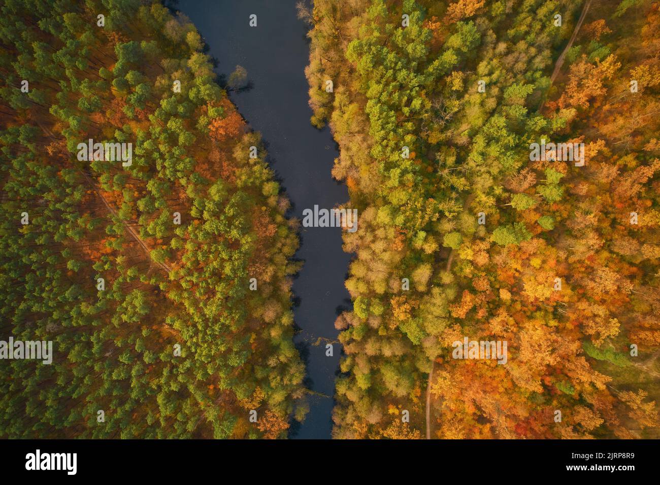 Drone view of the river flowing in a beautiful autumn forest Stock Photo - Alamy
