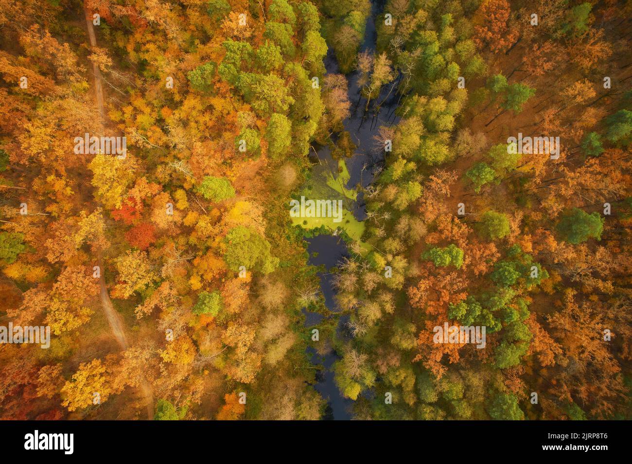 Drone view of the river flowing in a beautiful autumn forest Stock Photo - Alamy
