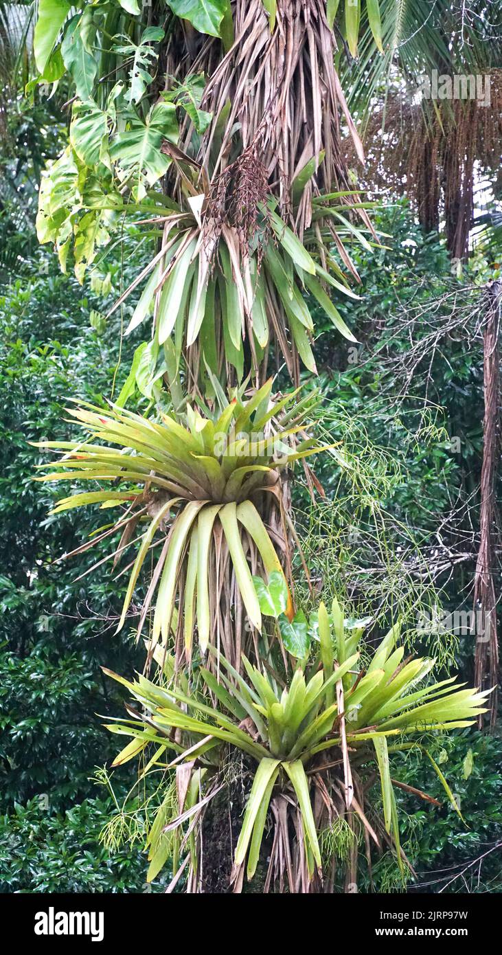 bromeliads on the trunk of a tree in the humid forest of south america ...