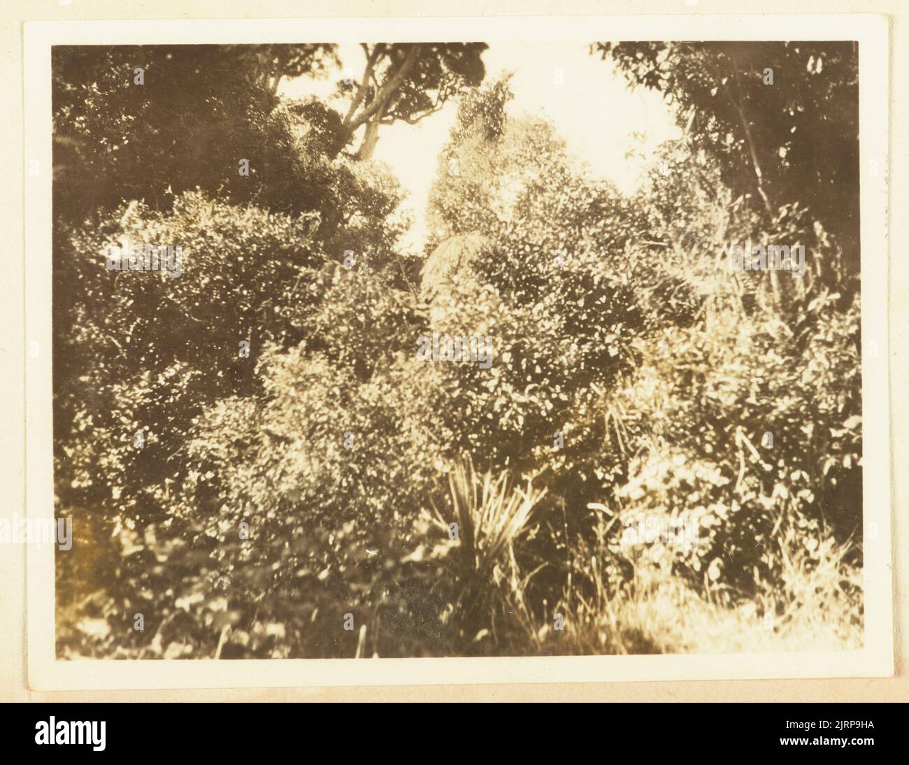 Native bush, Marton. From the album: Skerman family album, circa 1920 ...