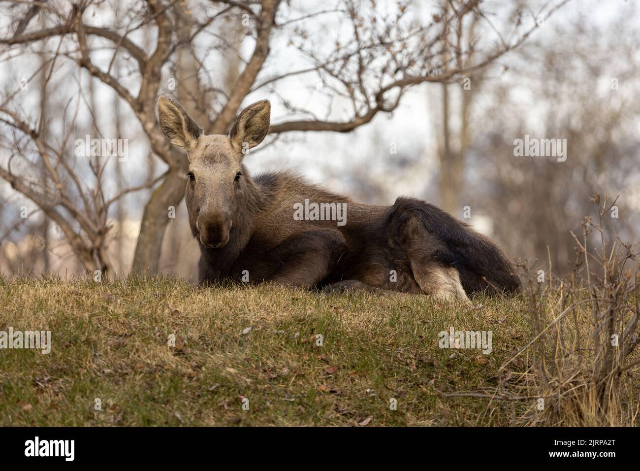 Moose laying down hi-res stock photography and images - Alamy