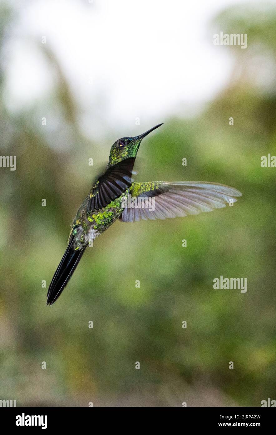 bright green hummingbird, rainforest, southern Brazil Stock Photo - Alamy