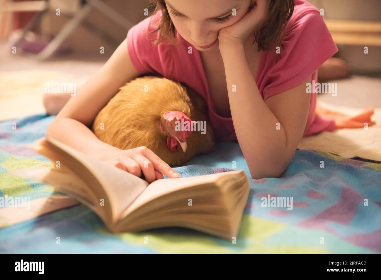 Little girl reading a book while snuggling with a sleeping buff ...