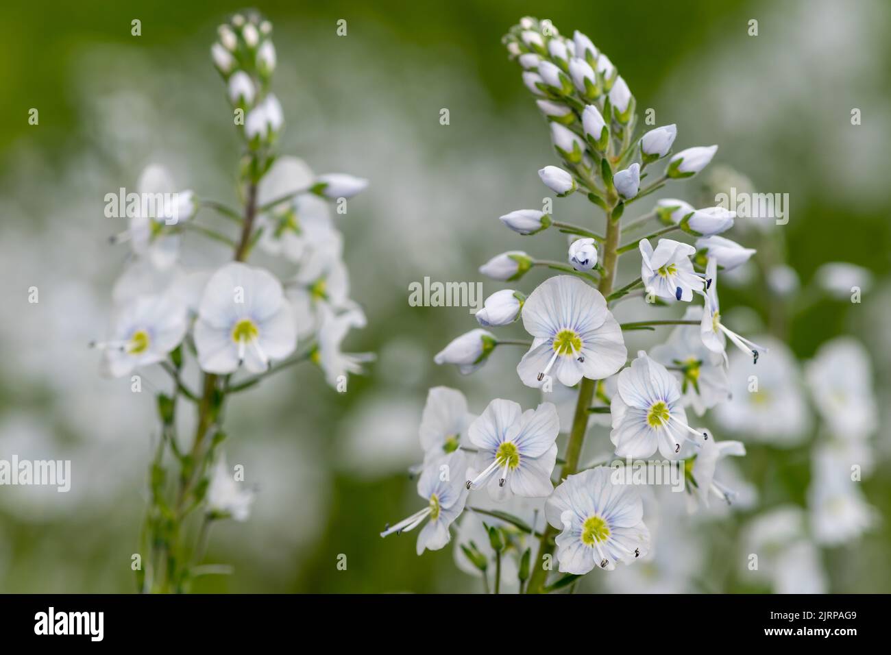 Gentian speedwell (veronica gentianoides) flowers in bloom Stock Photo ...