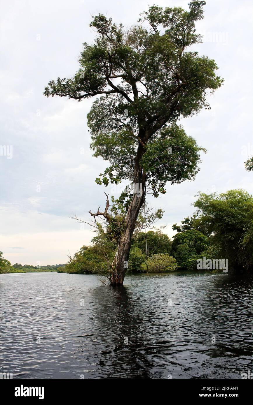 Tree in a flooded region of the Brazilian Amazon Stock Photo - Alamy