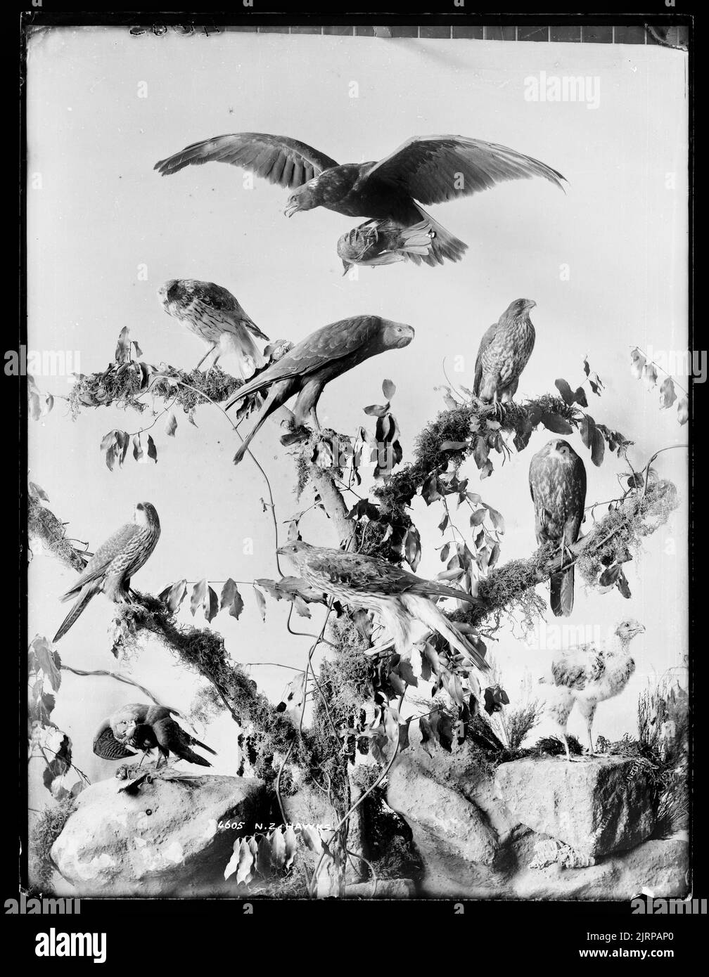New Zealand Hawks, 1889, Dunedin, by Burton Brothers Stock Photo - Alamy