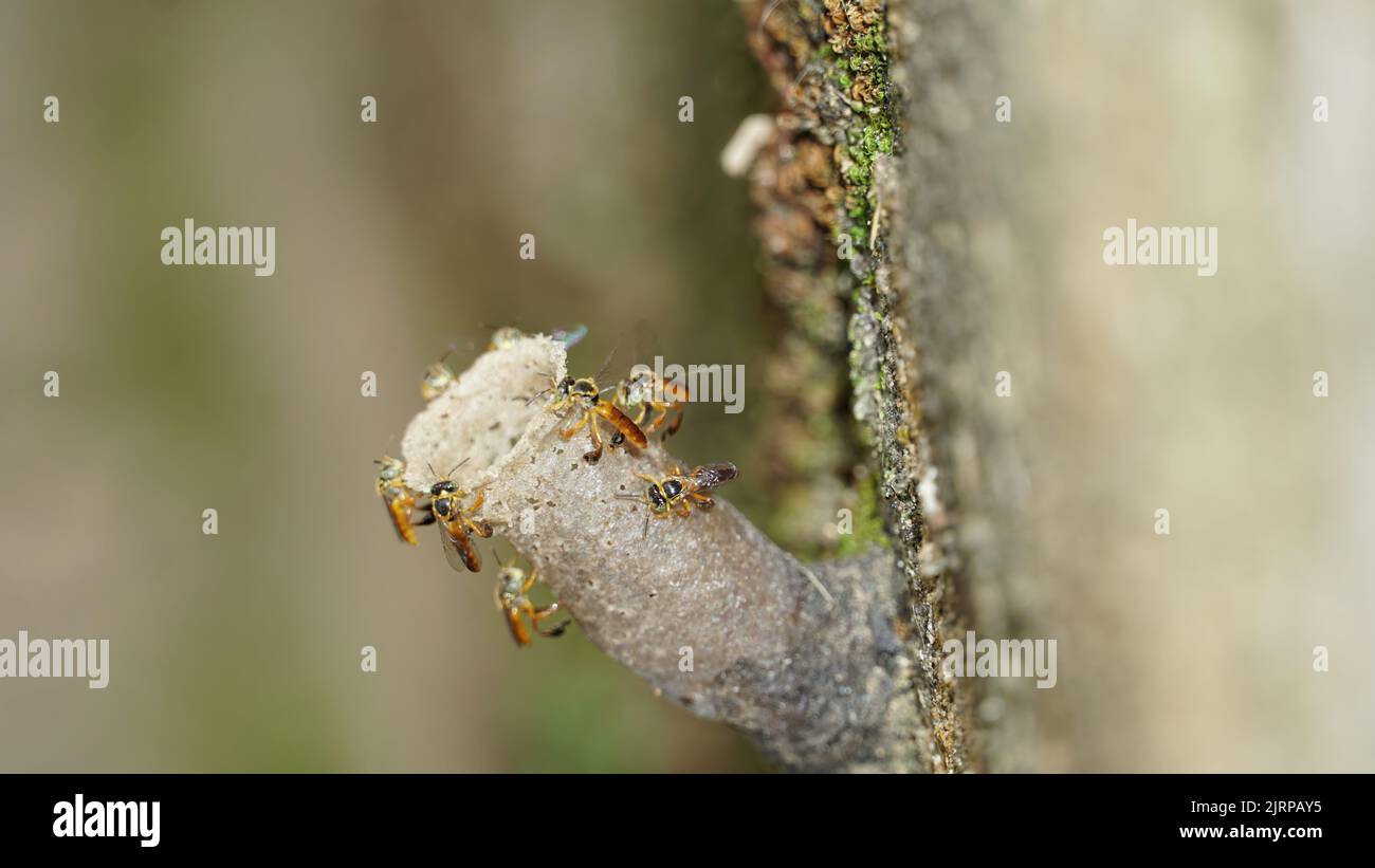 stingless jataí bees at the entrance to the nest Stock Photo - Alamy