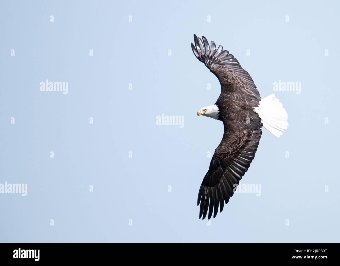 A bald eagle flying freely with wide open wings in a clear sky Stock ...