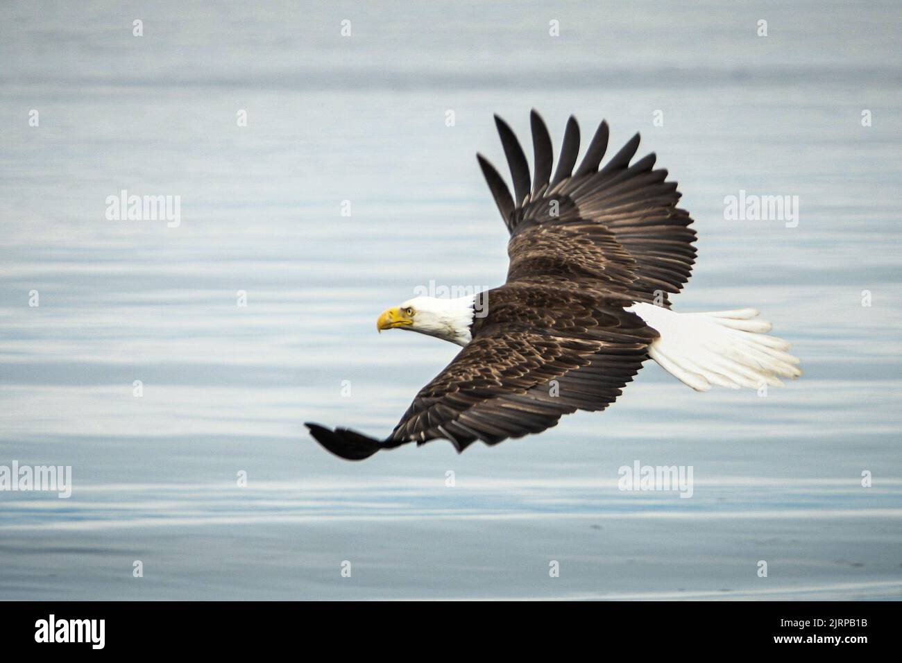 A bald eagle flying freely with wide open wings over the sea Stock ...