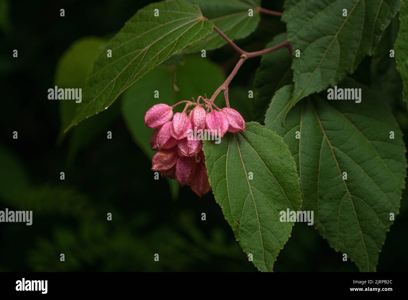 A close-up shot of a pink European spindle(Euonymus Europaea) on a tree ...