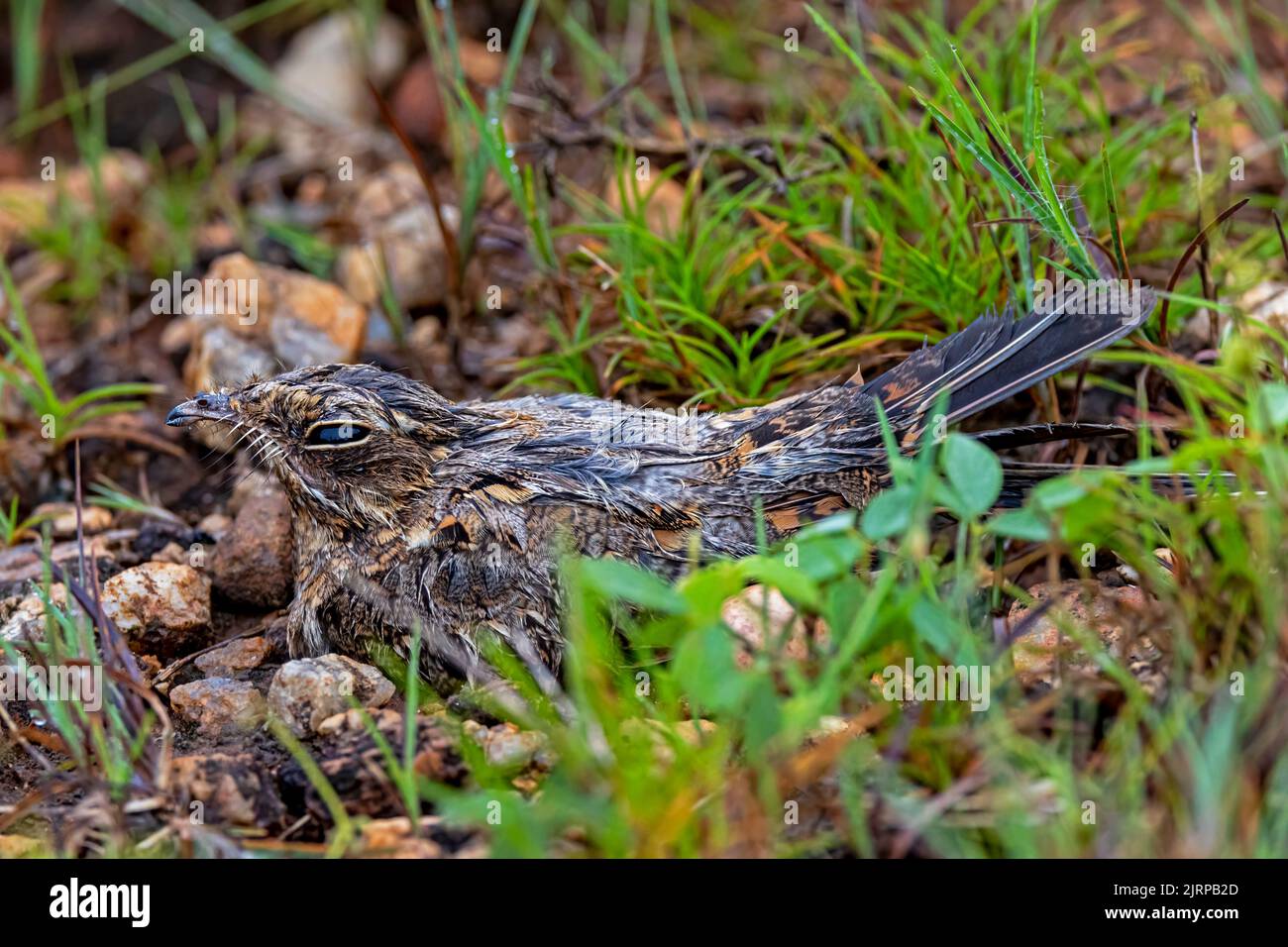 A barely visible European nightjar on a grass with perfect camouflage ...