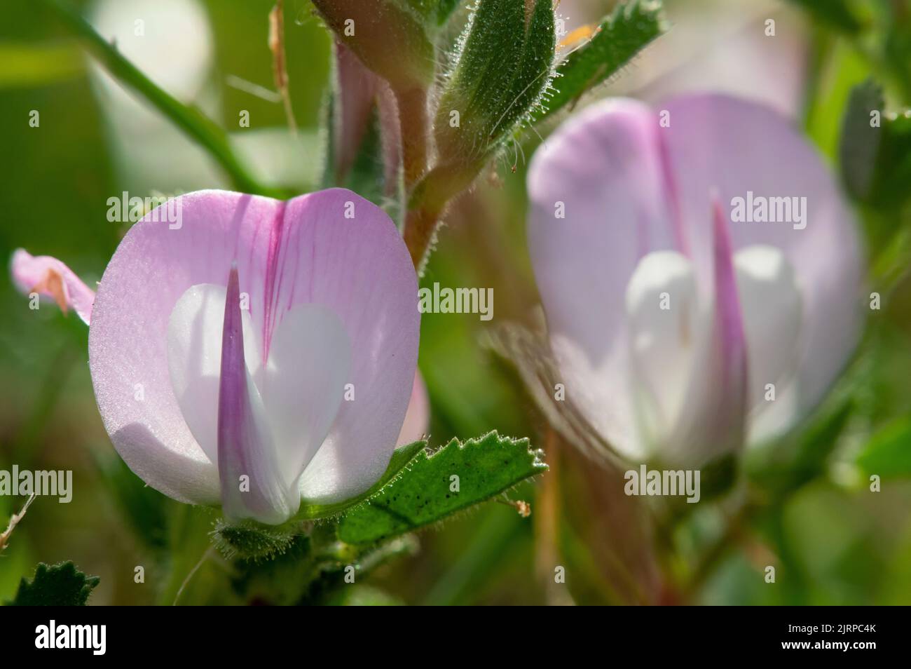 Macro shot of a common restharrow (ononis repens) flower in bloom Stock ...