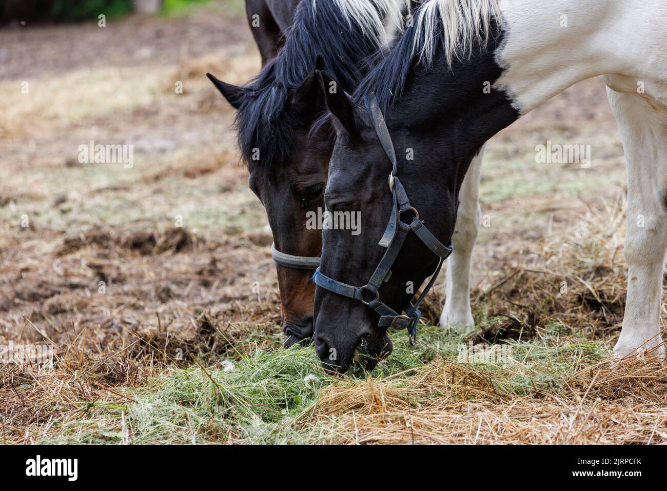 two horses in a paddock eat hay from the ground, at summer day ...