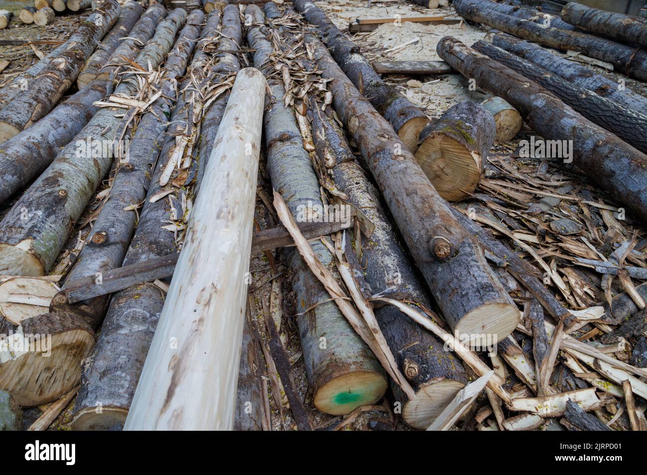 unpeeled aspen logs laid on the ground at daylight, close-up background ...