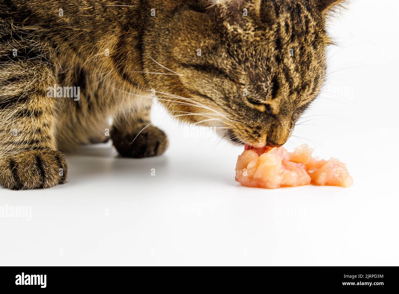 tabby cat eating raw chicken meat on white background Stock Photo - Alamy