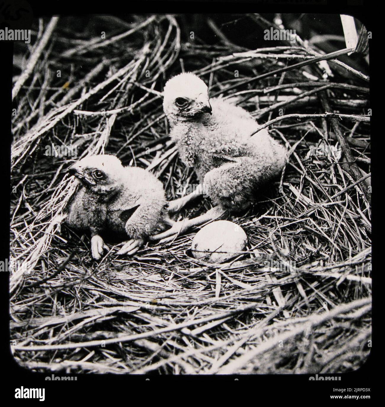 Young Hawks, Kaipara, circa 1905, Kaipara Harbour, by Geoffrey Buddle ...