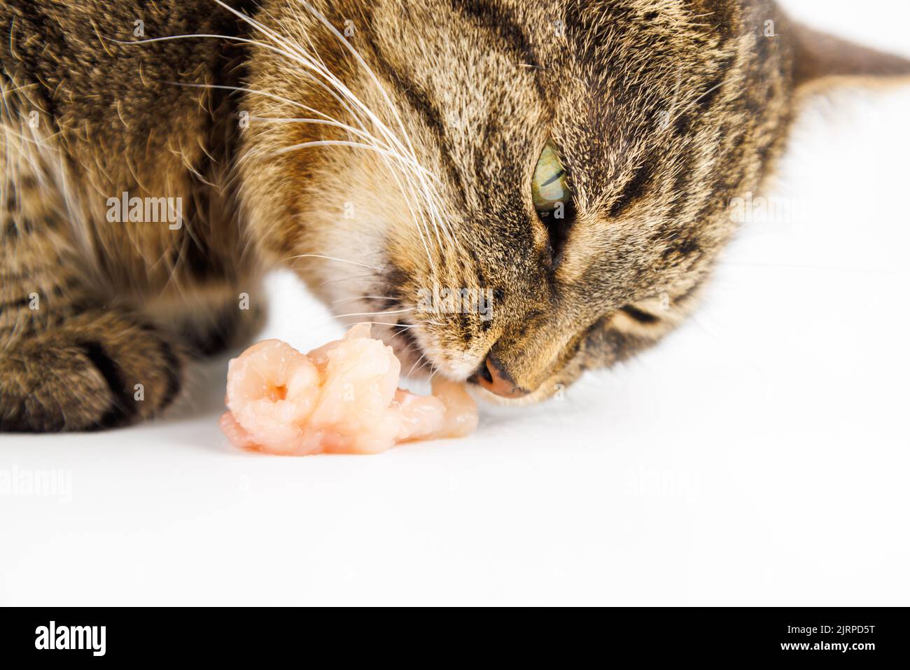 tabby cat eating raw chicken meat on white background Stock Photo - Alamy