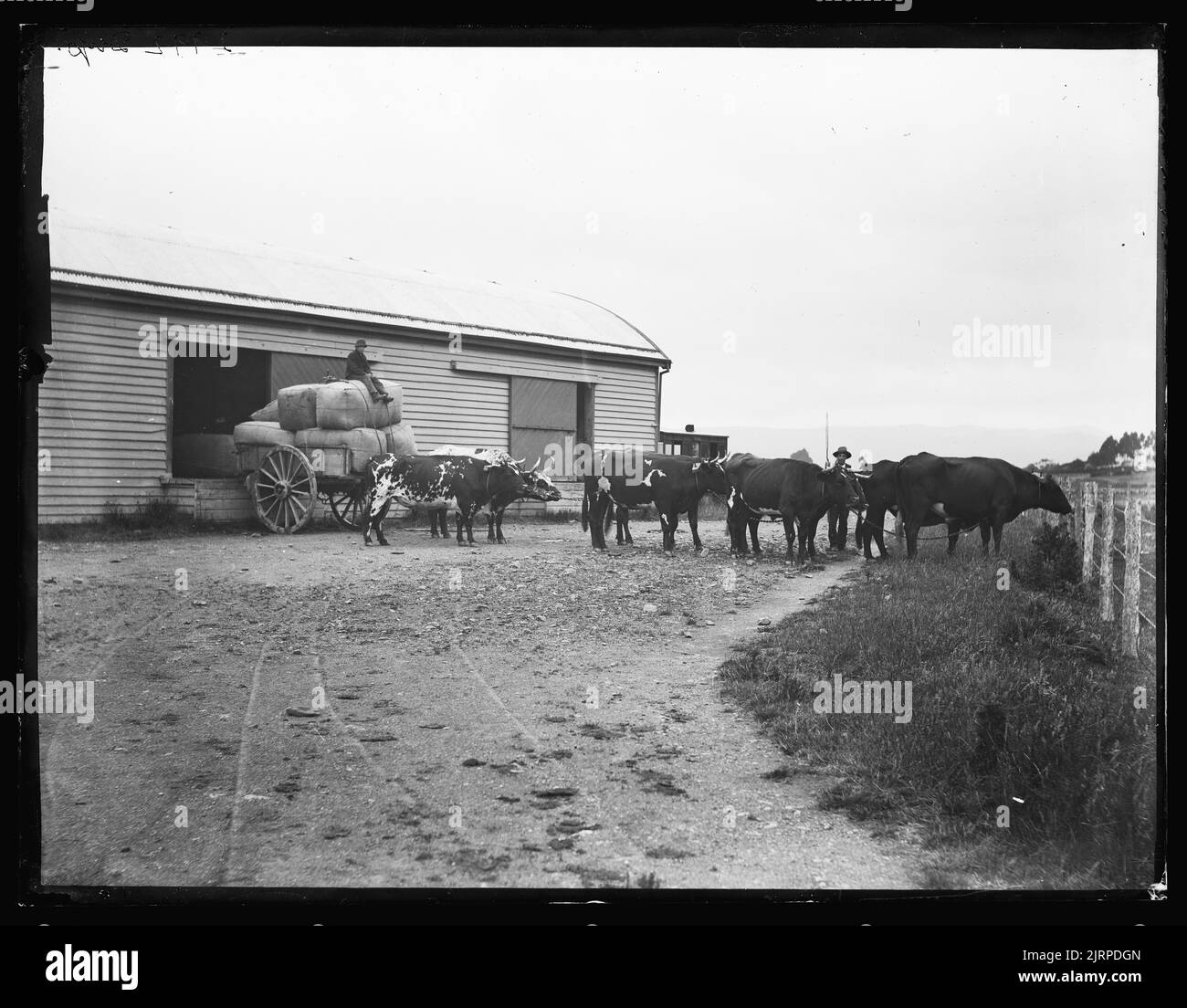 [Bullock team, Waikouati] Stock Photo - Alamy