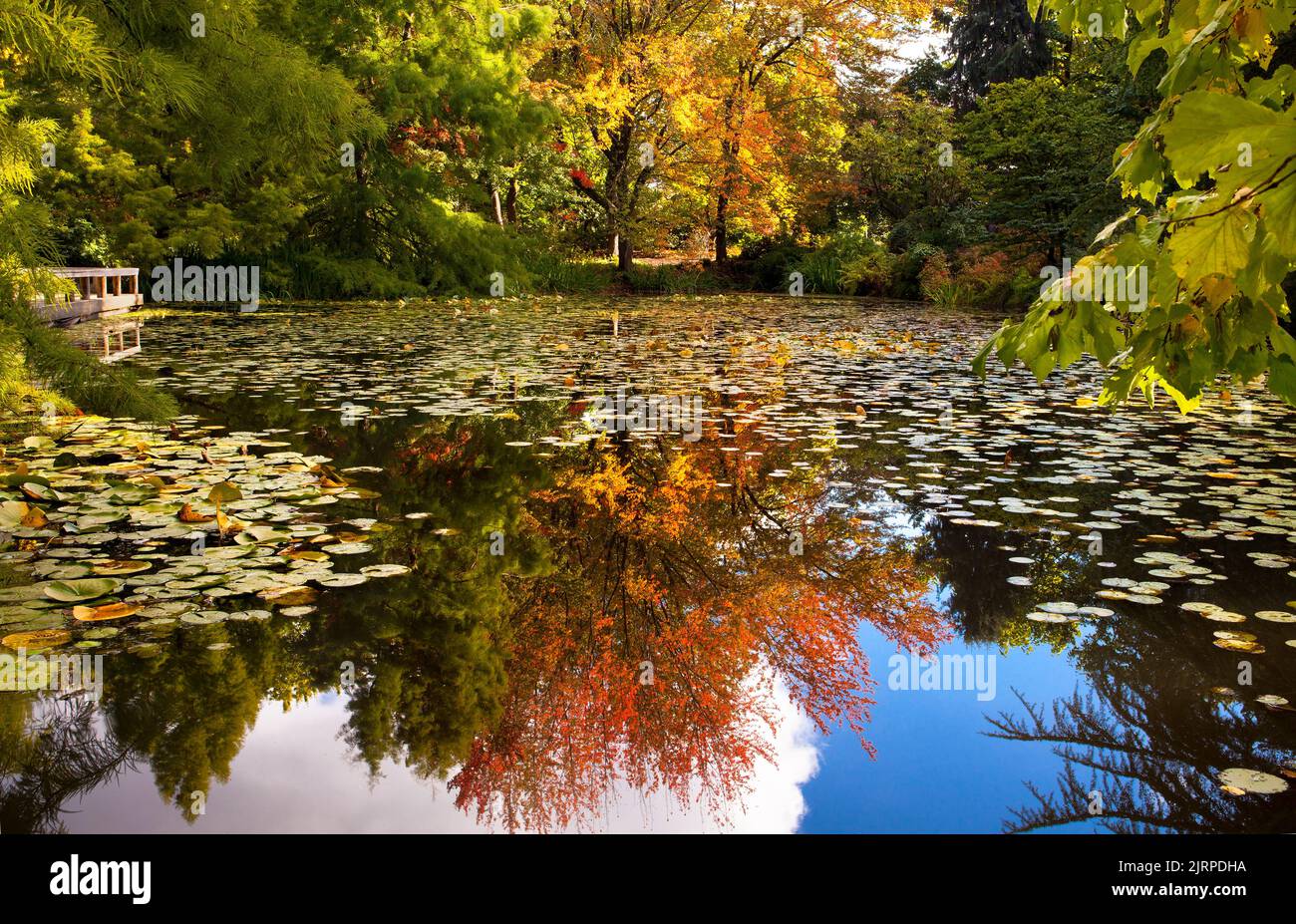 Beautiful autumn colors with pond reflections at VanDusen Botanical ...