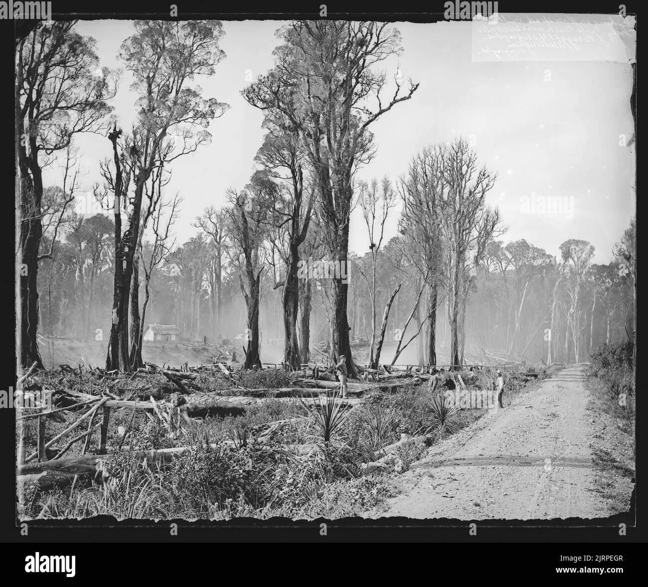 Making a homestead, Forty Mile Bush near Woodville, circa 1878, Manawat ...