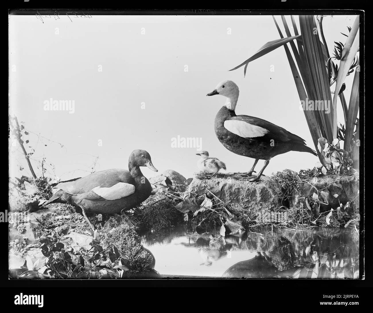 Paradise ducks hi-res stock photography and images - Alamy