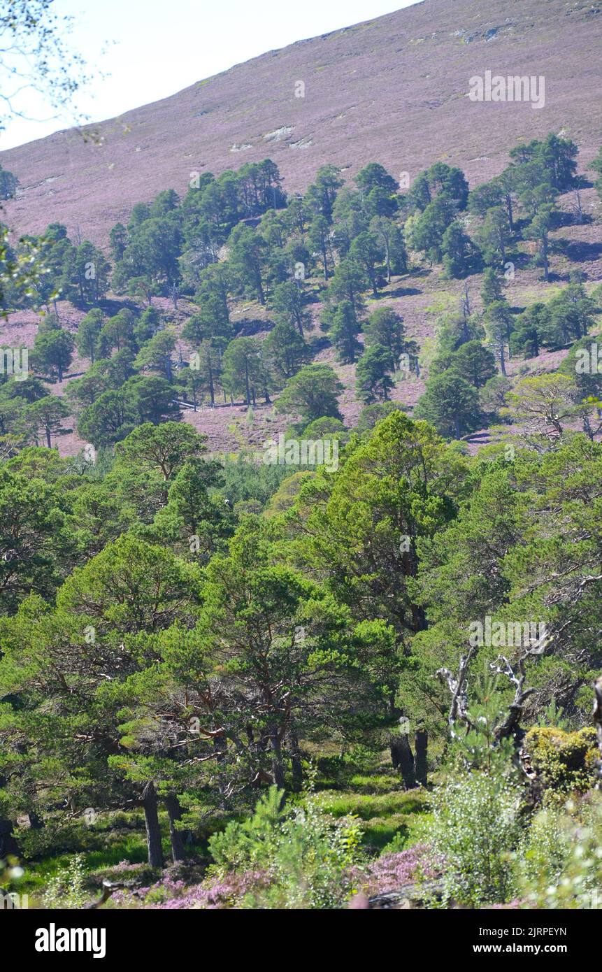 Semi natural caledonian pine forest hi-res stock photography and images ...