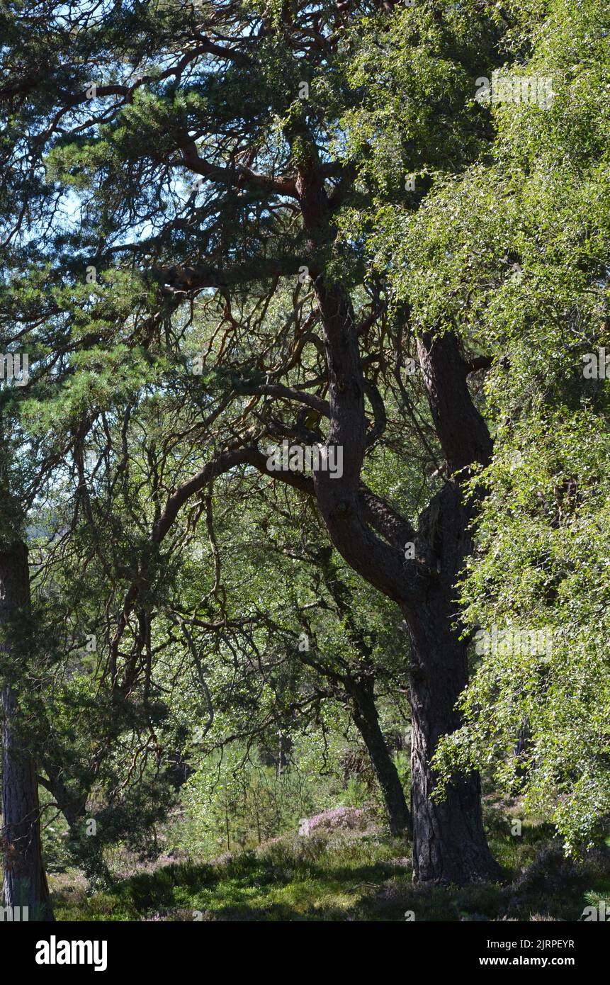 Caledonian pine forests along the Clais Fhearnaig circuit in The ...