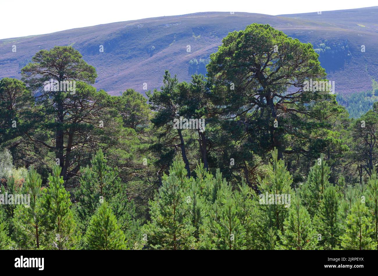 Semi natural caledonian pine forest hi-res stock photography and images ...