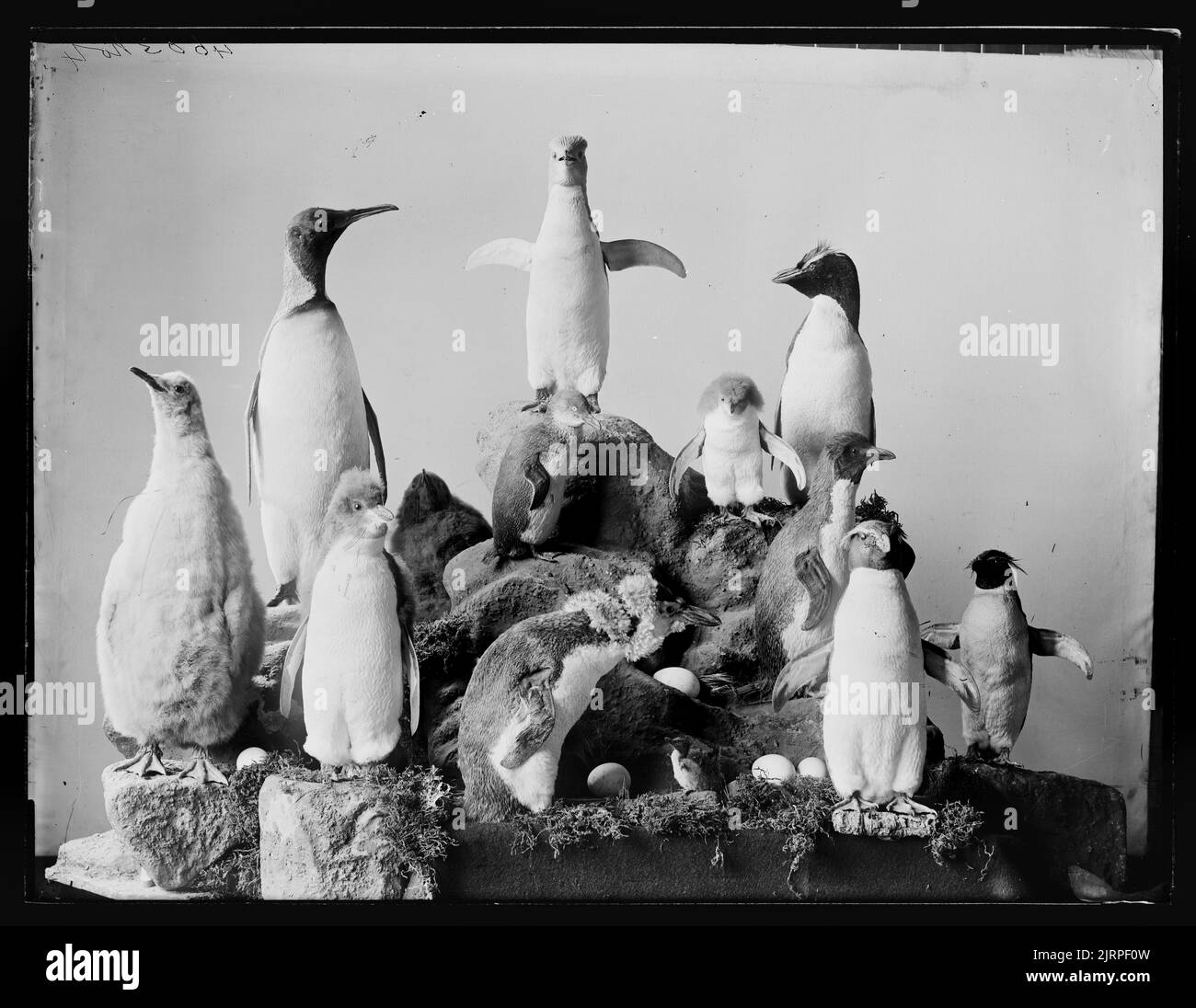 [Group of Penguins] Stock Photo - Alamy