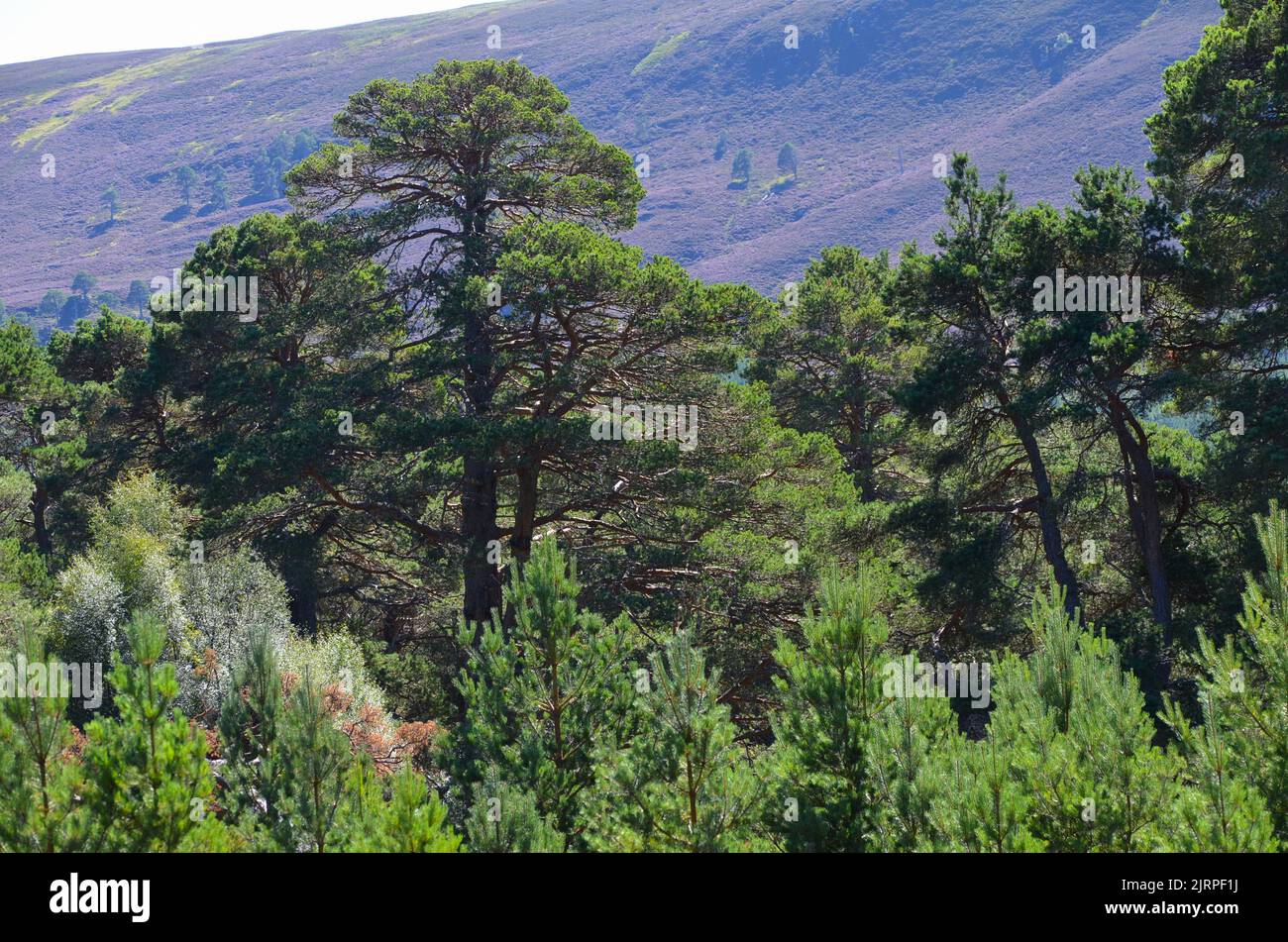 Caledonian pine forests along the Clais Fhearnaig circuit in The ...