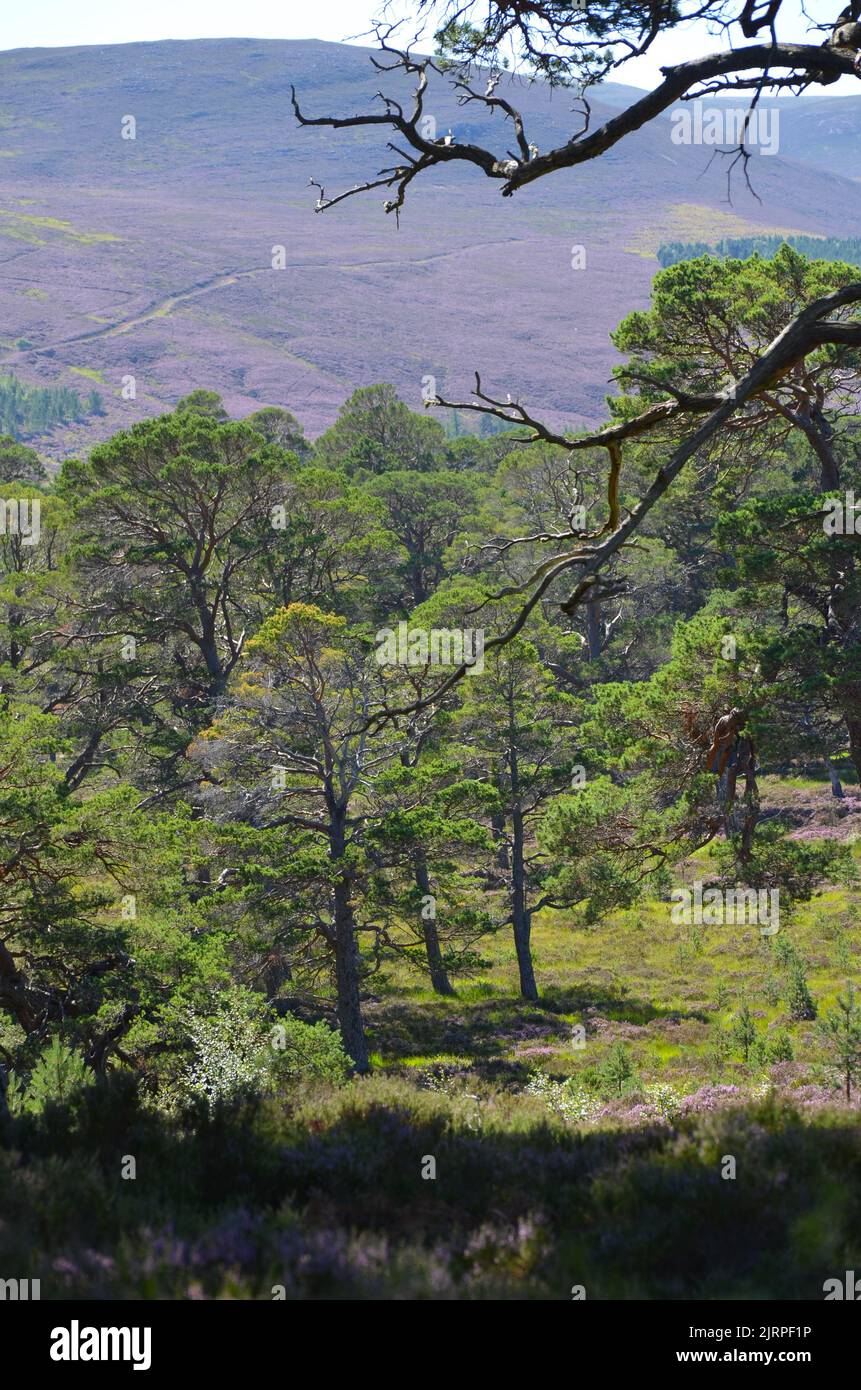 Caledonian pine forests along the Clais Fhearnaig circuit in The ...