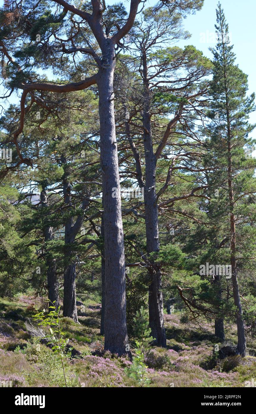 Caledonian pine forests along the Clais Fhearnaig circuit in The ...