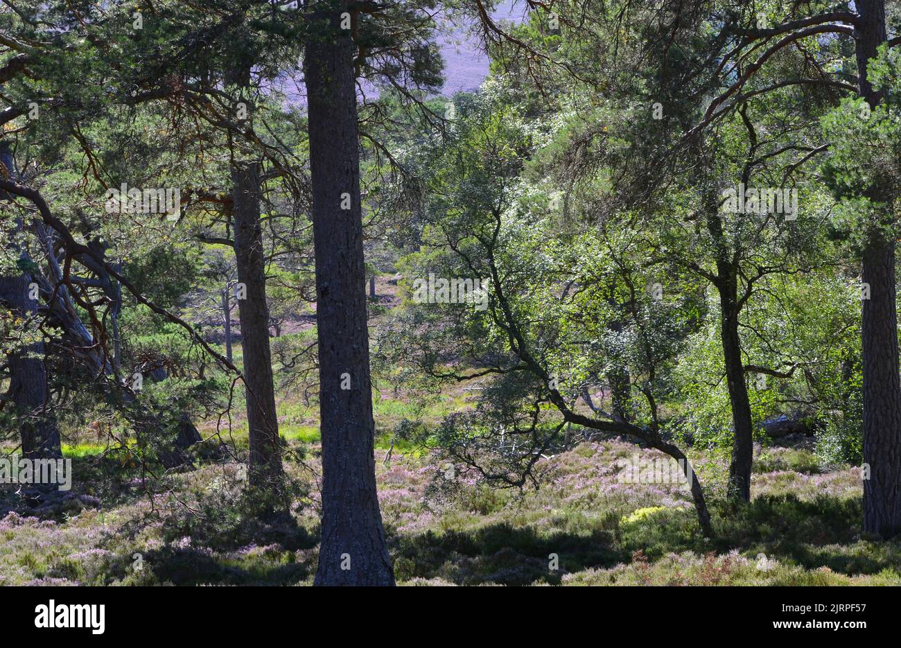 Caledonian pine forests along the Clais Fhearnaig circuit in The ...