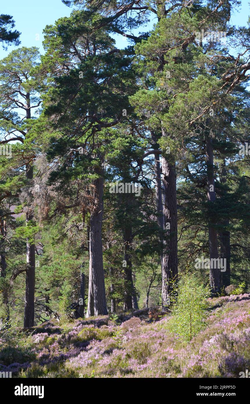 Caledonian pine forests along the Clais Fhearnaig circuit in The ...