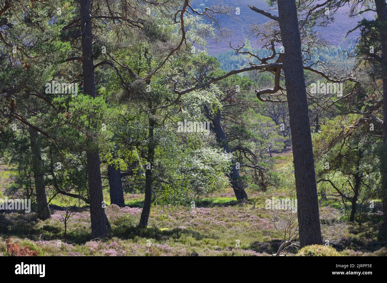 Caledonian pine forests along the Clais Fhearnaig circuit in The ...