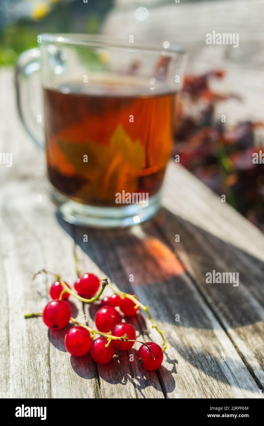 Transparent mug with fresh hot berry black tea and currant. An ...