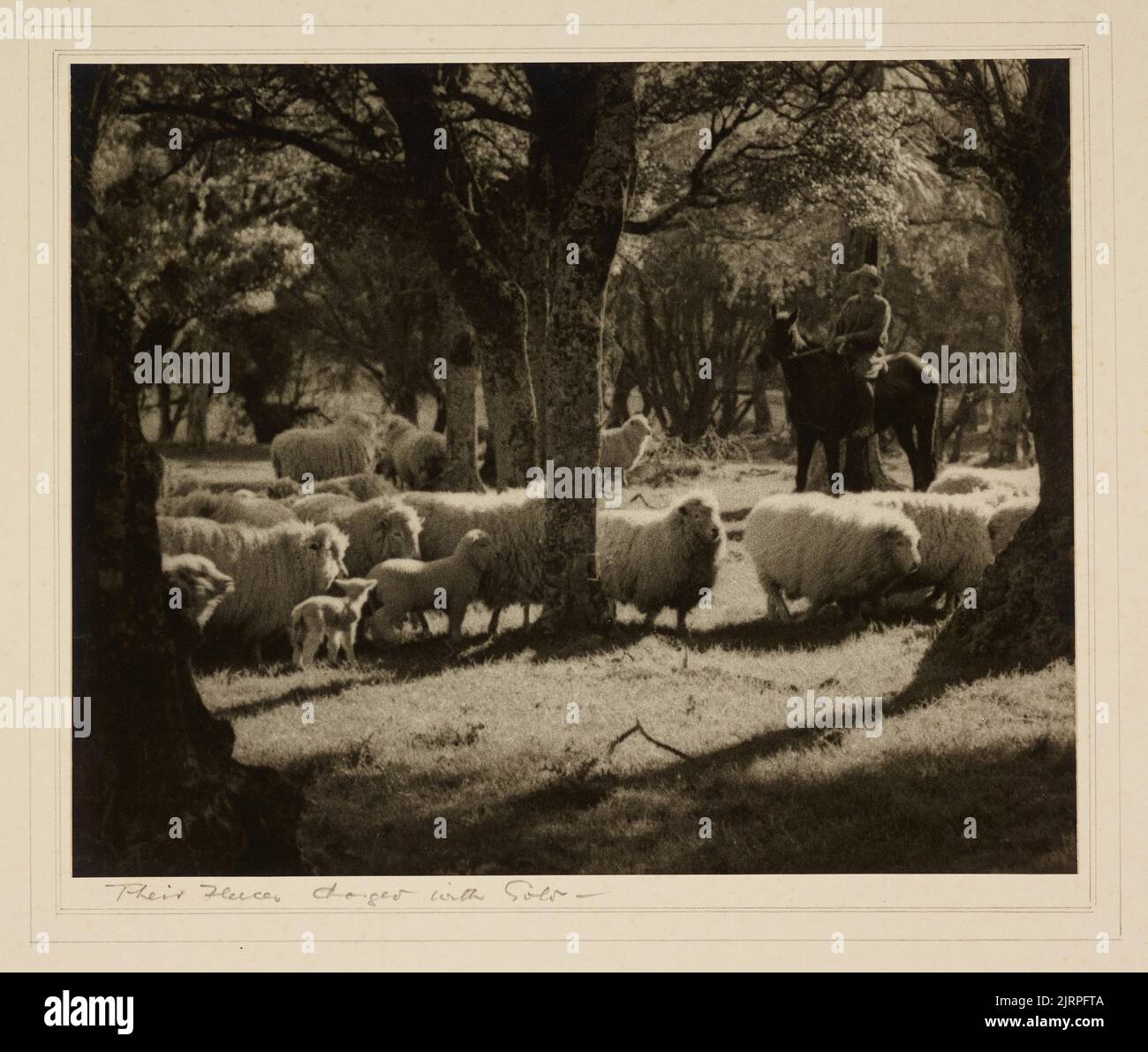 Their fleece charged with gold, 1930s-1950s, by H. Farmer McDonald ...