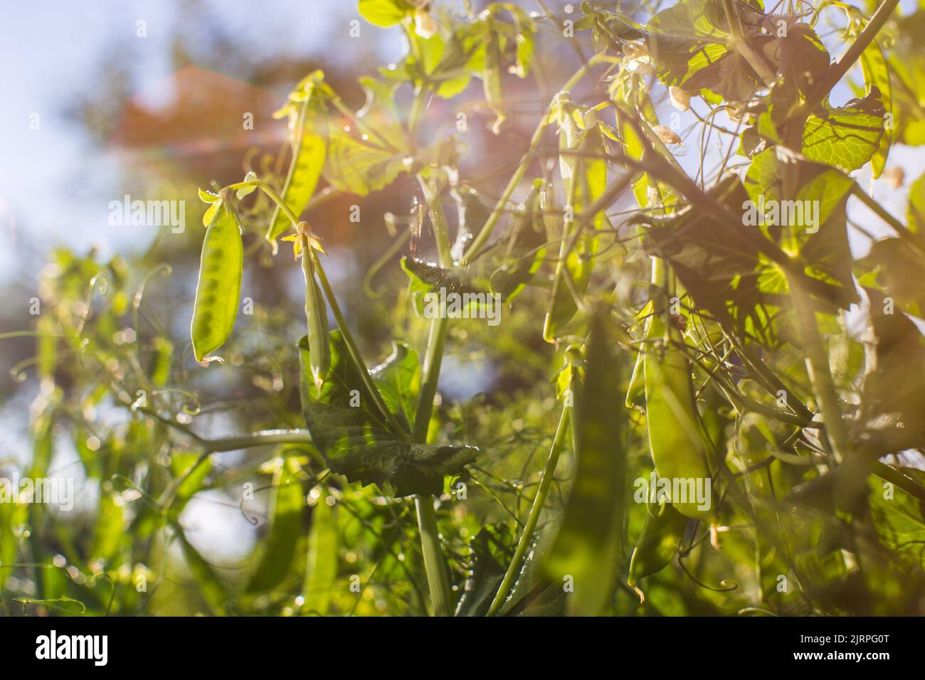 Peas crops planted in soil get ripe under sun. Cultivated land close up ...