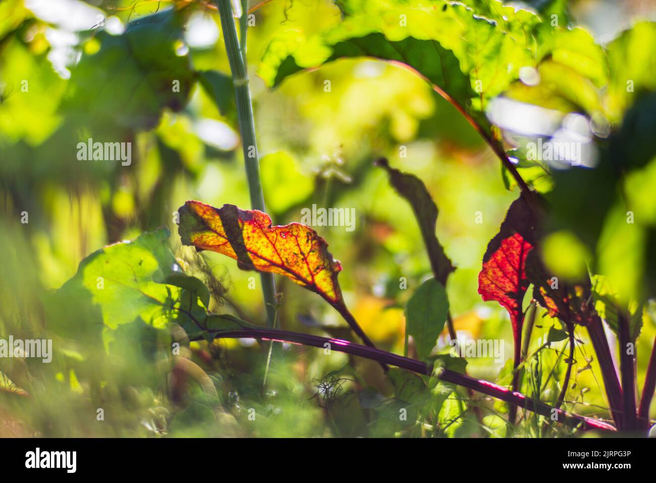 Beet crops planted in soil get ripe under sun. Cultivated land close up ...