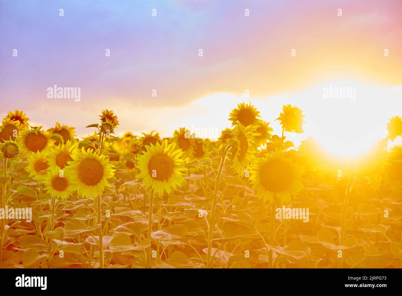 warm summer evening on a field of sunflowers with sun rays Stock Photo ...