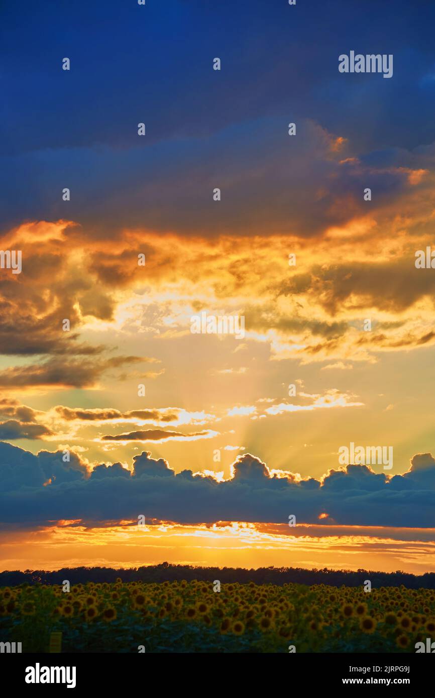 warm summer evening on a field of sunflowers with sun rays Stock Photo ...