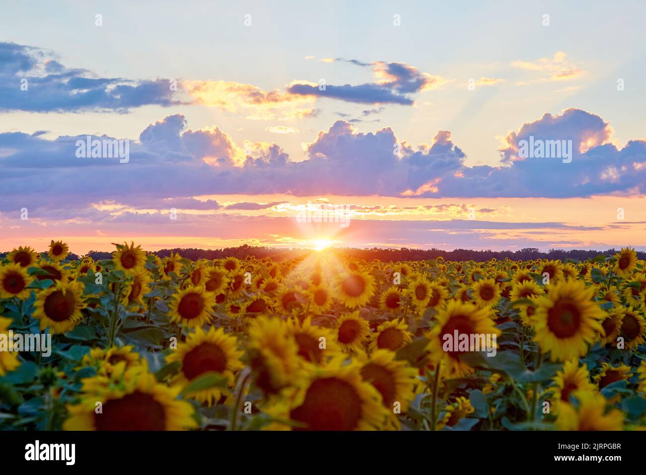 warm summer evening on a field of sunflowers with sun rays Stock Photo ...