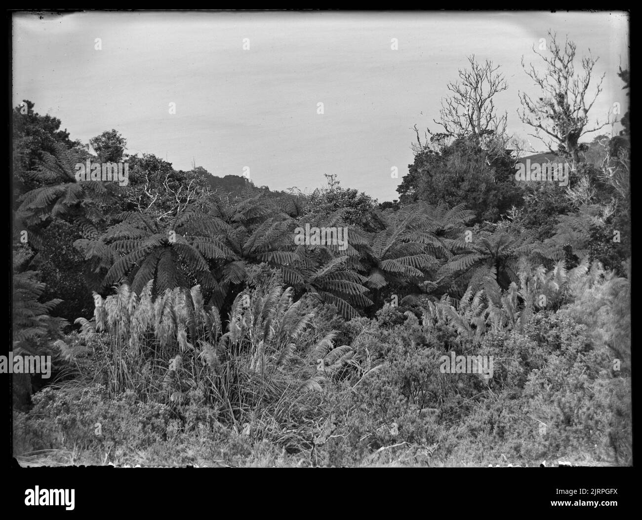 New zealand toi toi plants Black and White Stock Photos & Images - Alamy