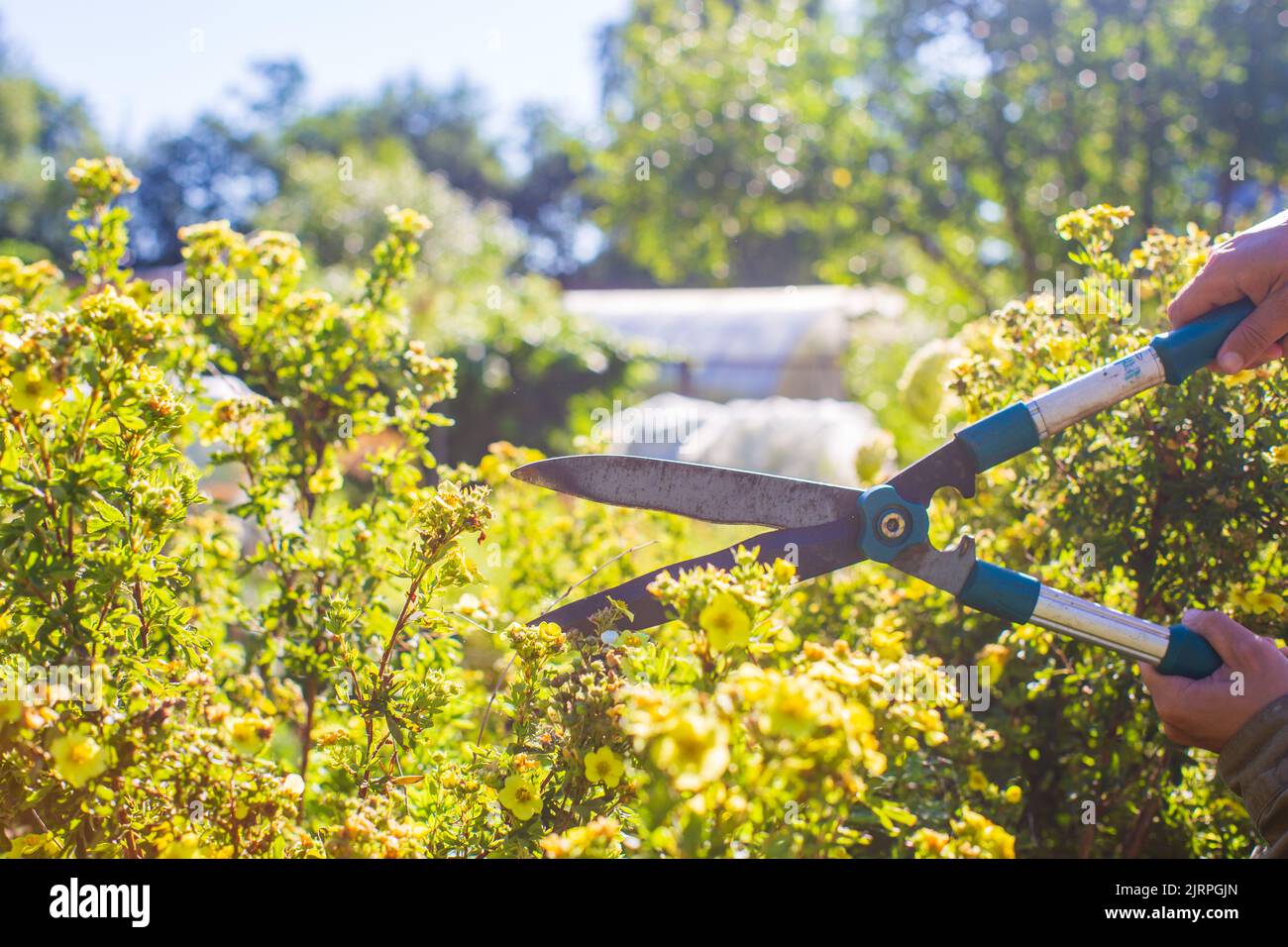 Farmer hands who make pruning of bushes with large garden shears ...