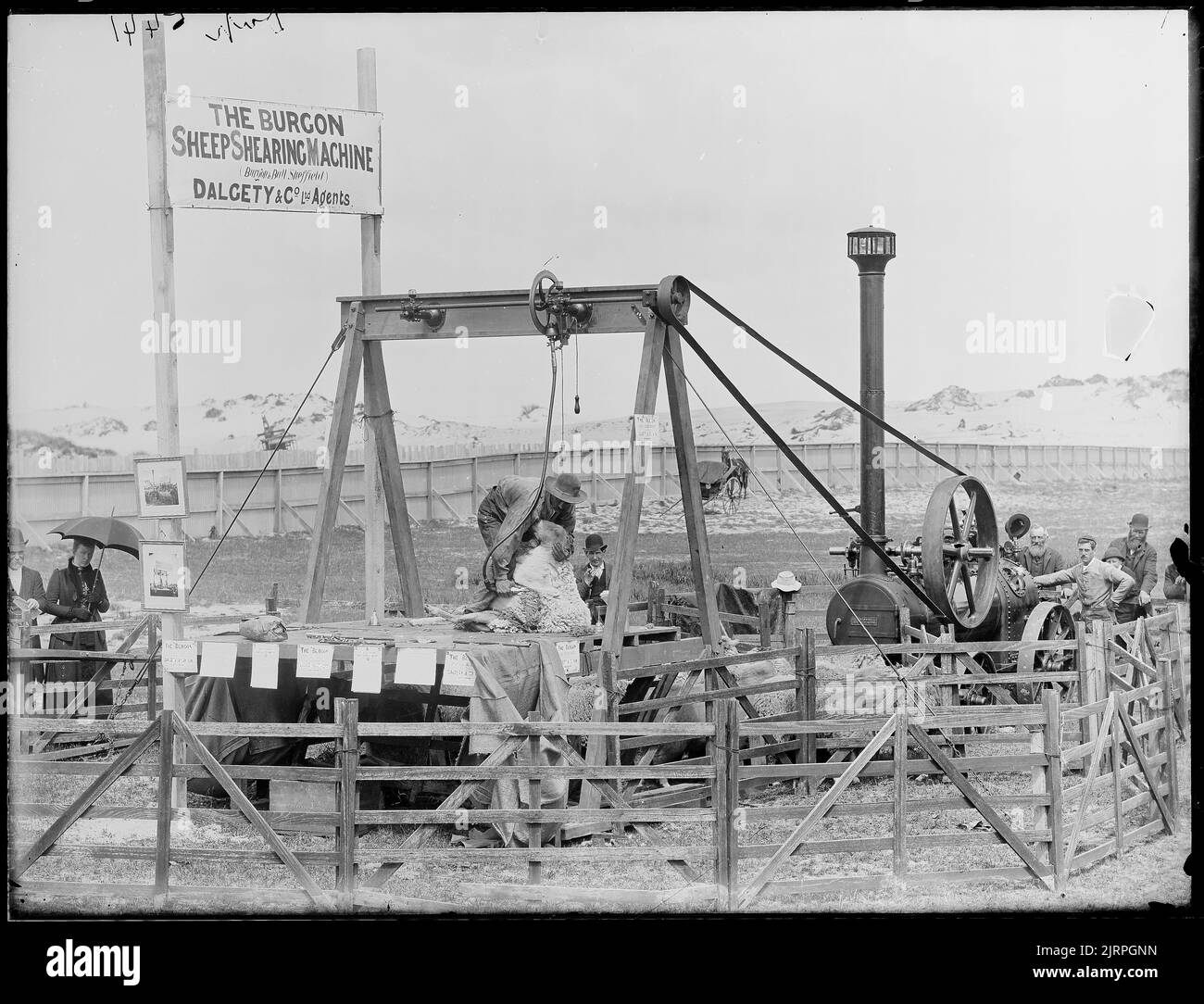 Sheep shearing machine hi-res stock photography and images - Alamy