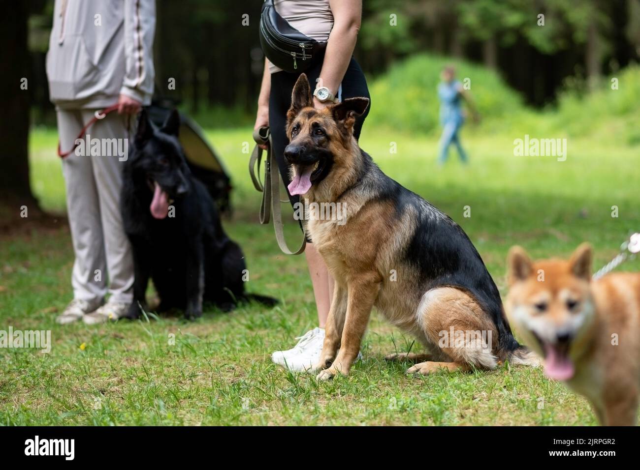 German Shepherd for a walk with the owner in the park. High quality ...